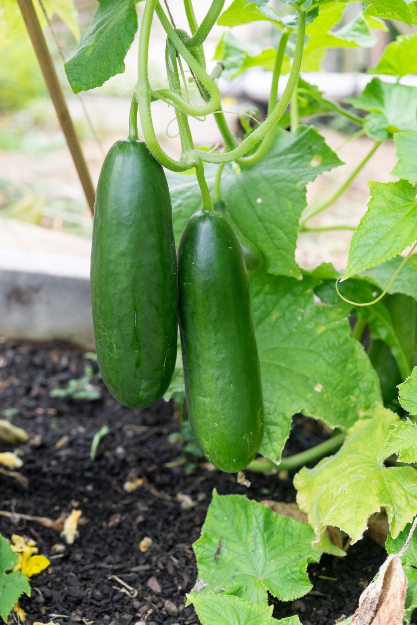 Cucumber La Diva F1 | Cucumber | Premier Seeds Direct ltd