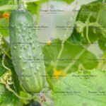 Cucumber Gherkin Piccolo Di Parigi | Cucumber | Premier Seeds Direc ltd