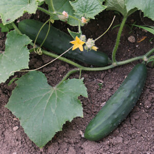 Cucumber Spacemaster 80 | Cucumber | Premier Seeds Direct ltd