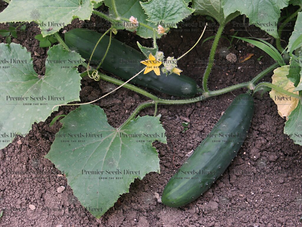 Cucumber Spacemaster 80 Organic | Organic Cucumber | Premier Seeds ...