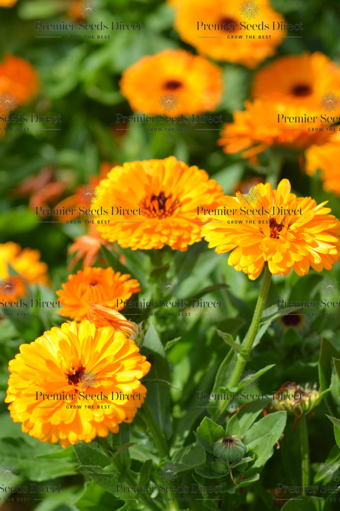 Calendula Orange King | Flowers | Premier Seeds Direct ltd