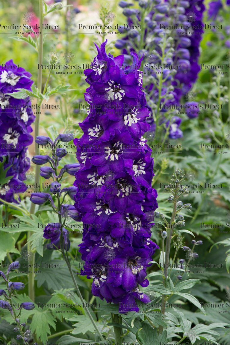 Delphinium Dwarf Magic Fountain Series Dark Blue With White Bee ...