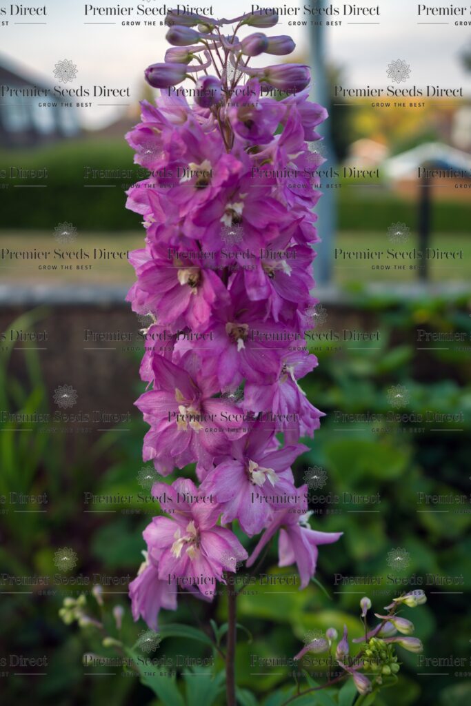 Delphinium Pacific Giant Astolat | Delphinium | Premier Seeds Direct ltd