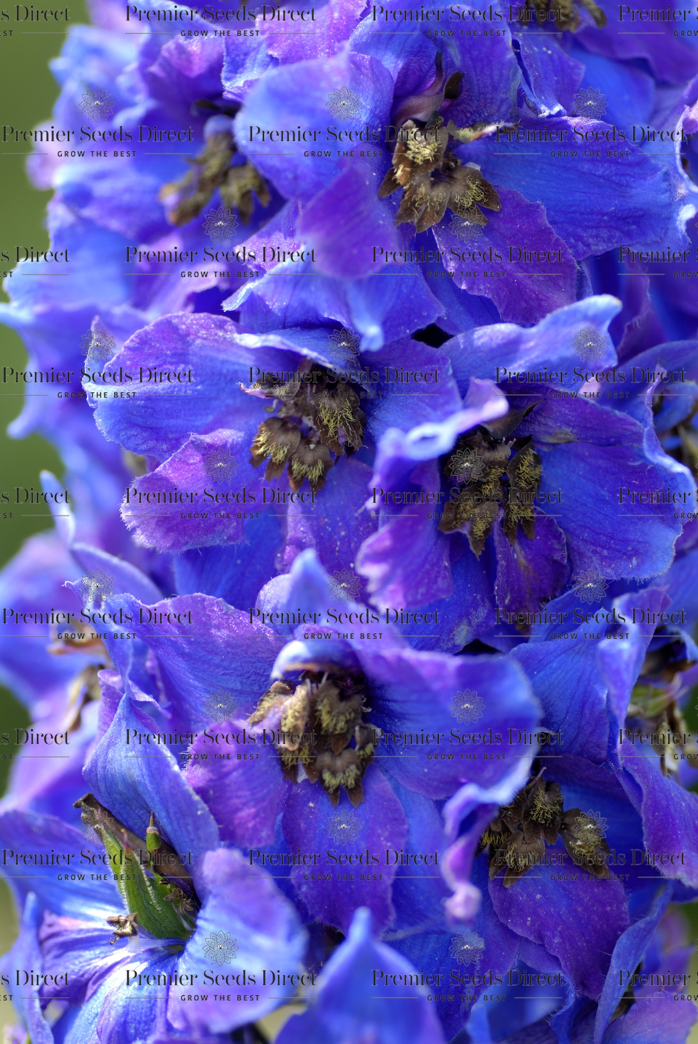 Delphinium Pacific Giant Blue Jay | Delphinium | Premier Seeds Direct ltd
