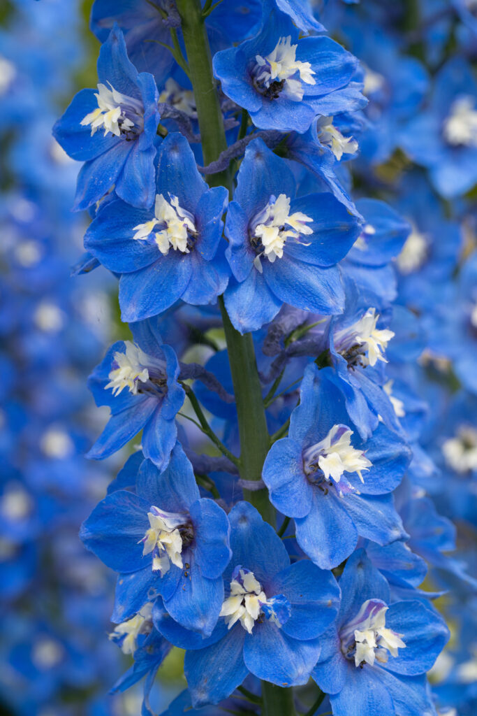 Delphinium Pacific Giant Summer Skies | Delphinium | Premier Seeds Direct ltd