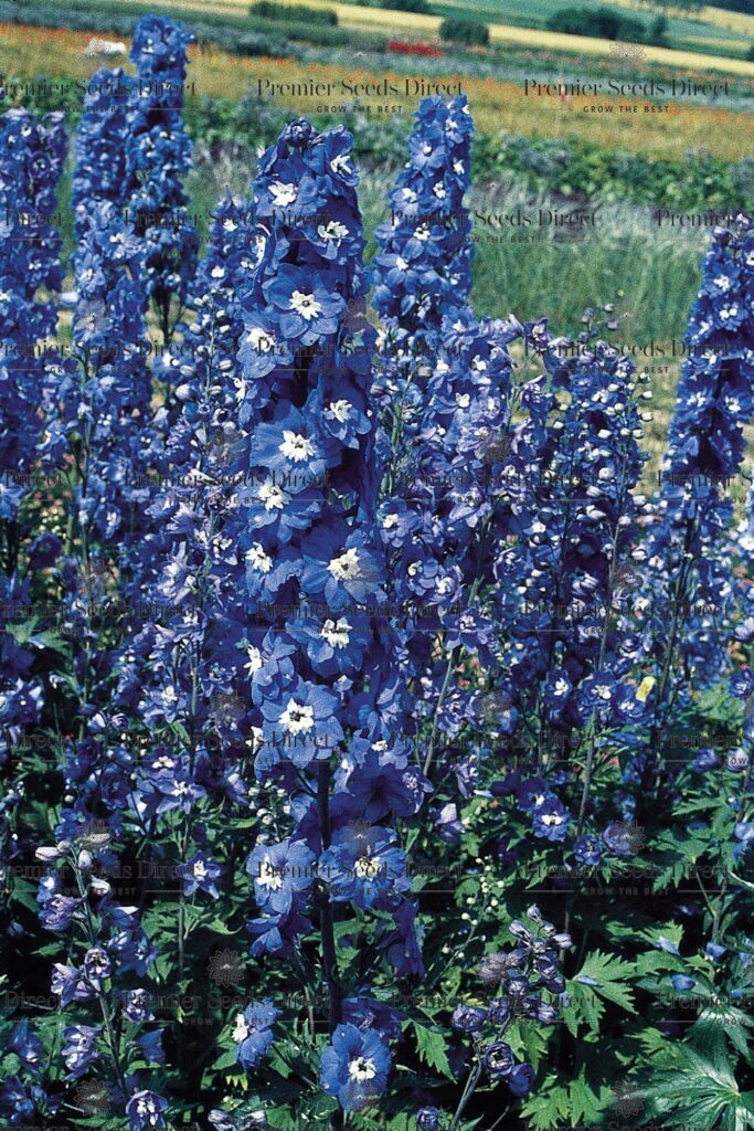 Delphinium Pacific Giant Blue Bird | Delphinium | Premier Seeds Direct ltd