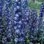 Delphinium Pacific Giant Blue Bird | Delphinium | Premier Seeds Direct ltd