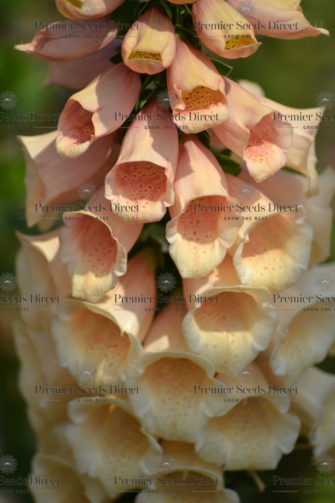 Digitalis Foxglove Apricot | Flowers | Premier Seeds Direct ltd