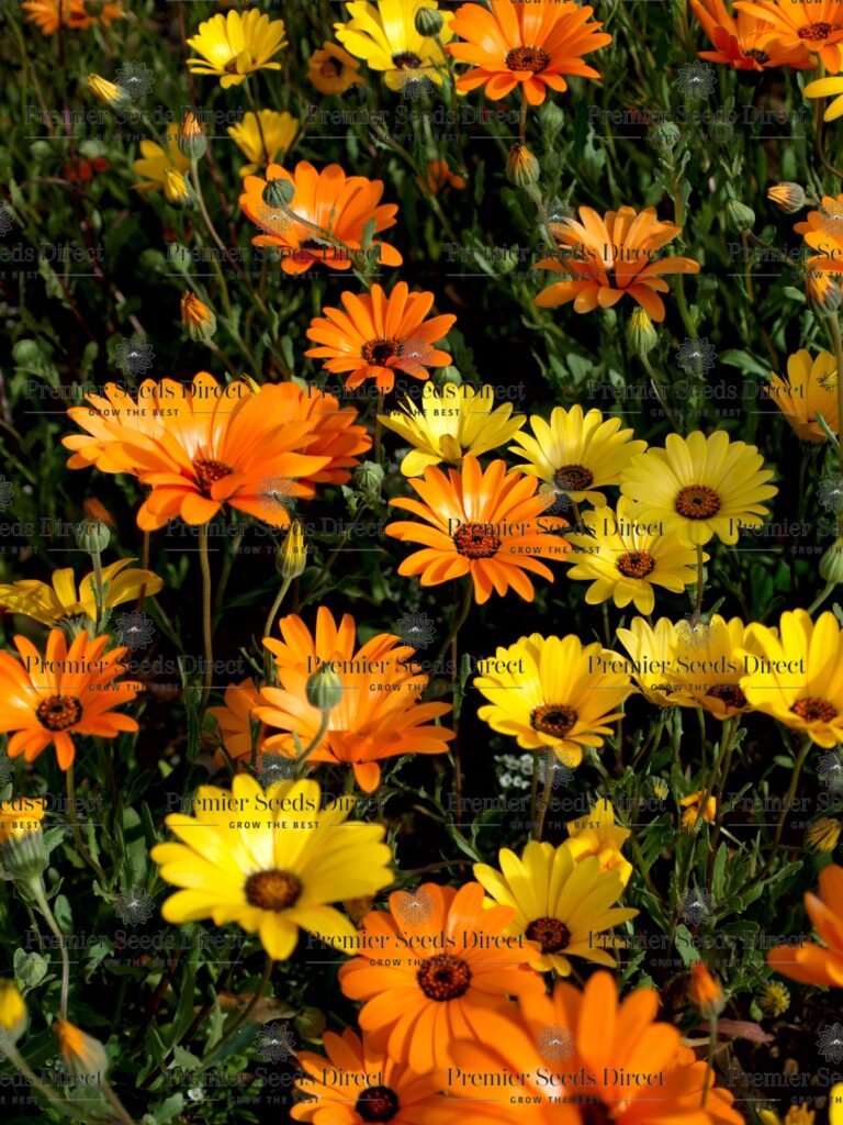 African Daisy Dimorphotheca | African Daisy | Premier Seeds Direct Ltd