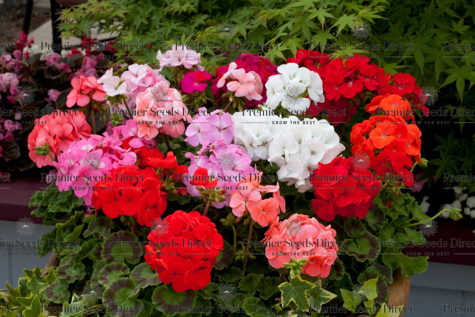 GERANIUM F1- HORIZON MIX | Geranium | premier Seeds Direct ltd