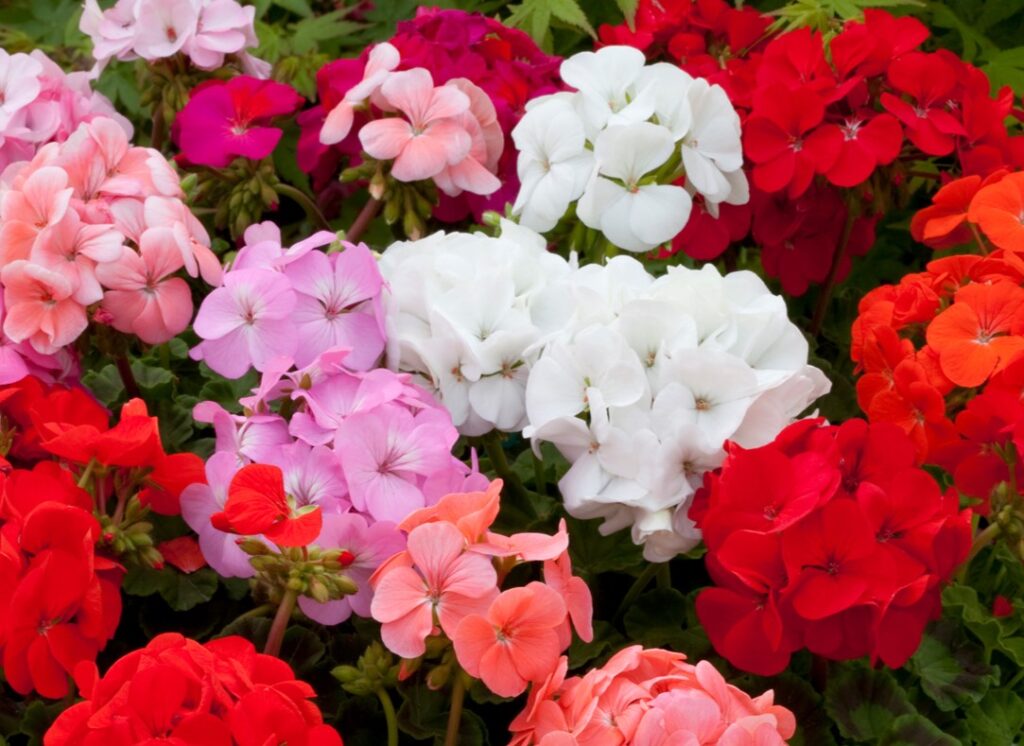 GERANIUM F1- HORIZON MIX | Geranium | premier Seeds Direct ltd