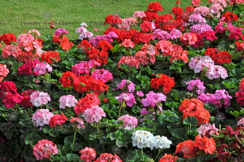 GERANIUM F1- HORIZON MIX | Geranium | premier Seeds Direct ltd