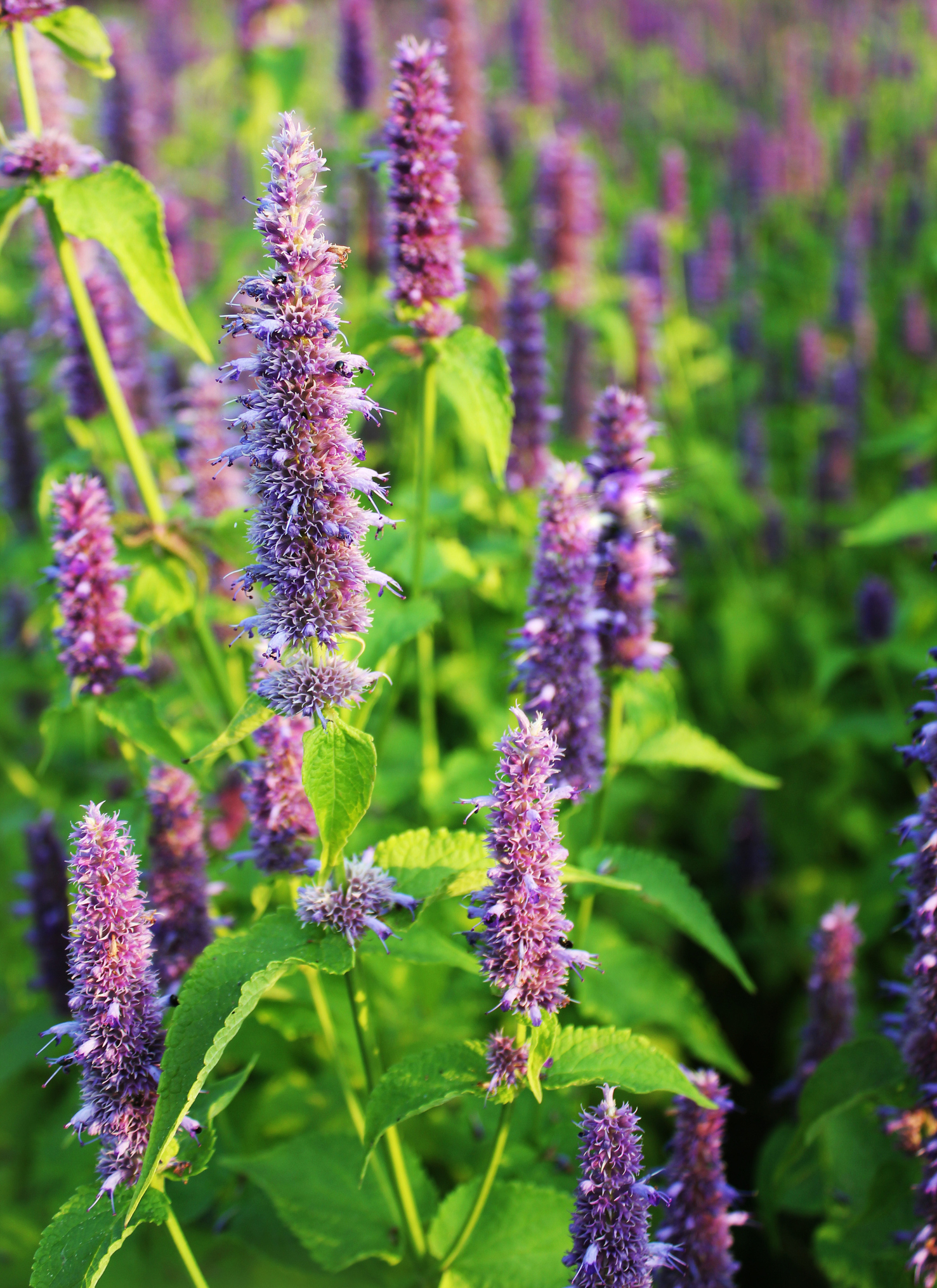 Lavender Hyssop Agastache new | Herbs | Premier Seeds Direct ltd