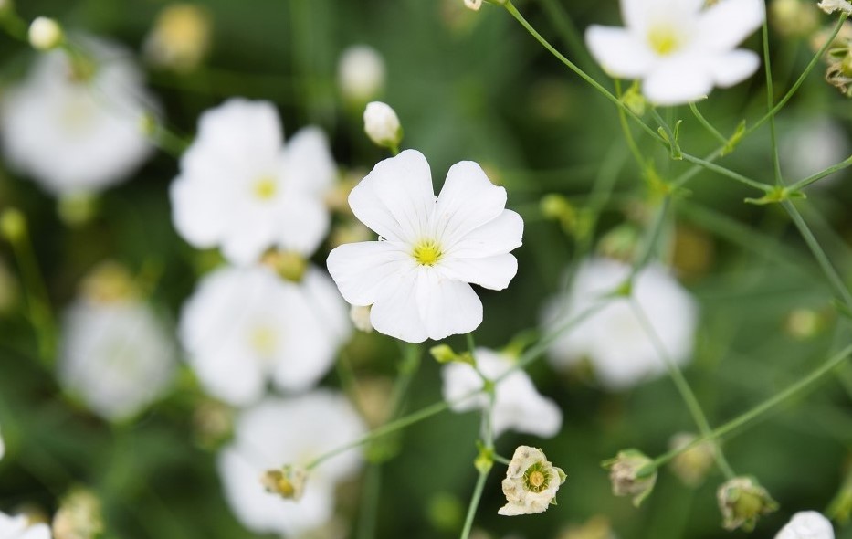 Gypsophila Elegans Covent Garden | Gypsophila