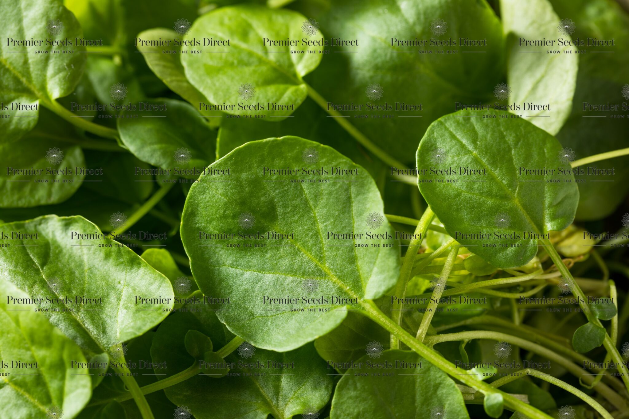 American Land Cress | Herbs | American Land Cress | Premier Seeds ...