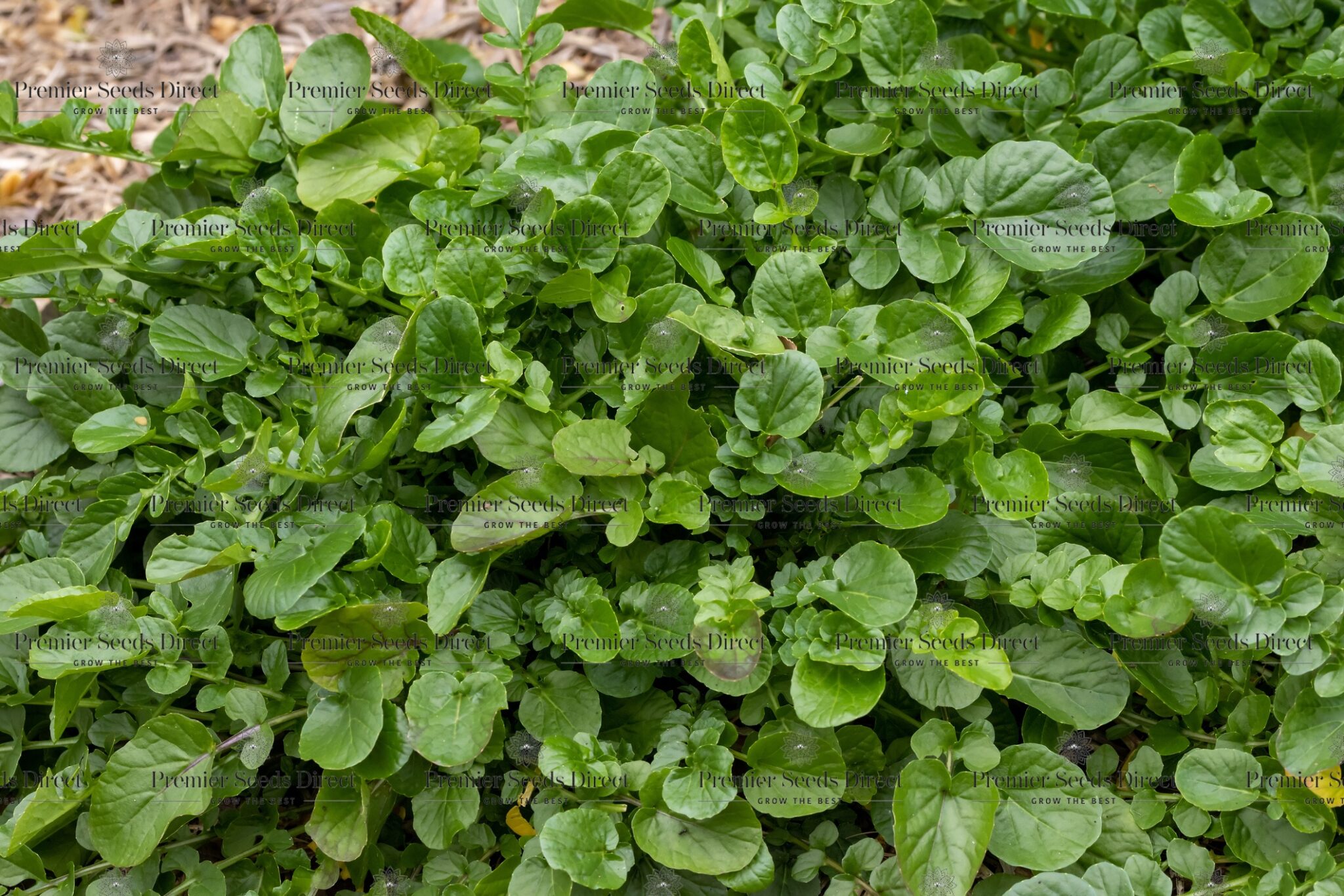 American Land Cress | Herbs | American Land Cress | Premier Seeds ...