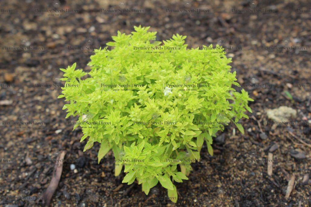 Herb Basil Dwarf Greek | Herb | Basil | Premier Seeds Direct ltd