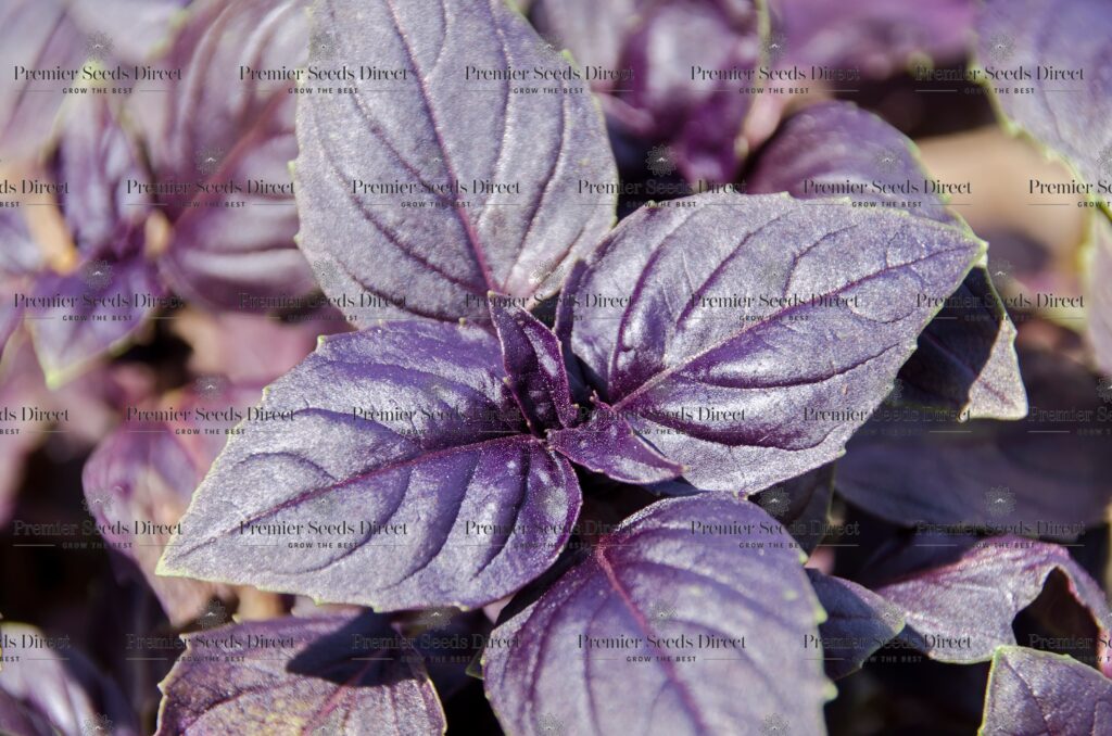 Herb Basil Red Rubin organic | Organic Herbs | Premier Seeds Direct ltd