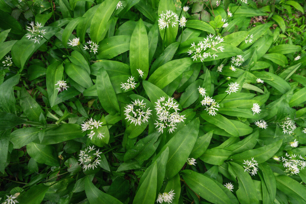 GARLIC WILD - RAMSONS (new) | Herb | Premier Seeds Direct ltd