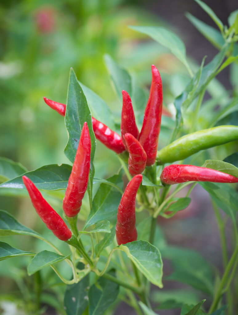Hot Chilli Pepper Takanotsume | Pepper Hot