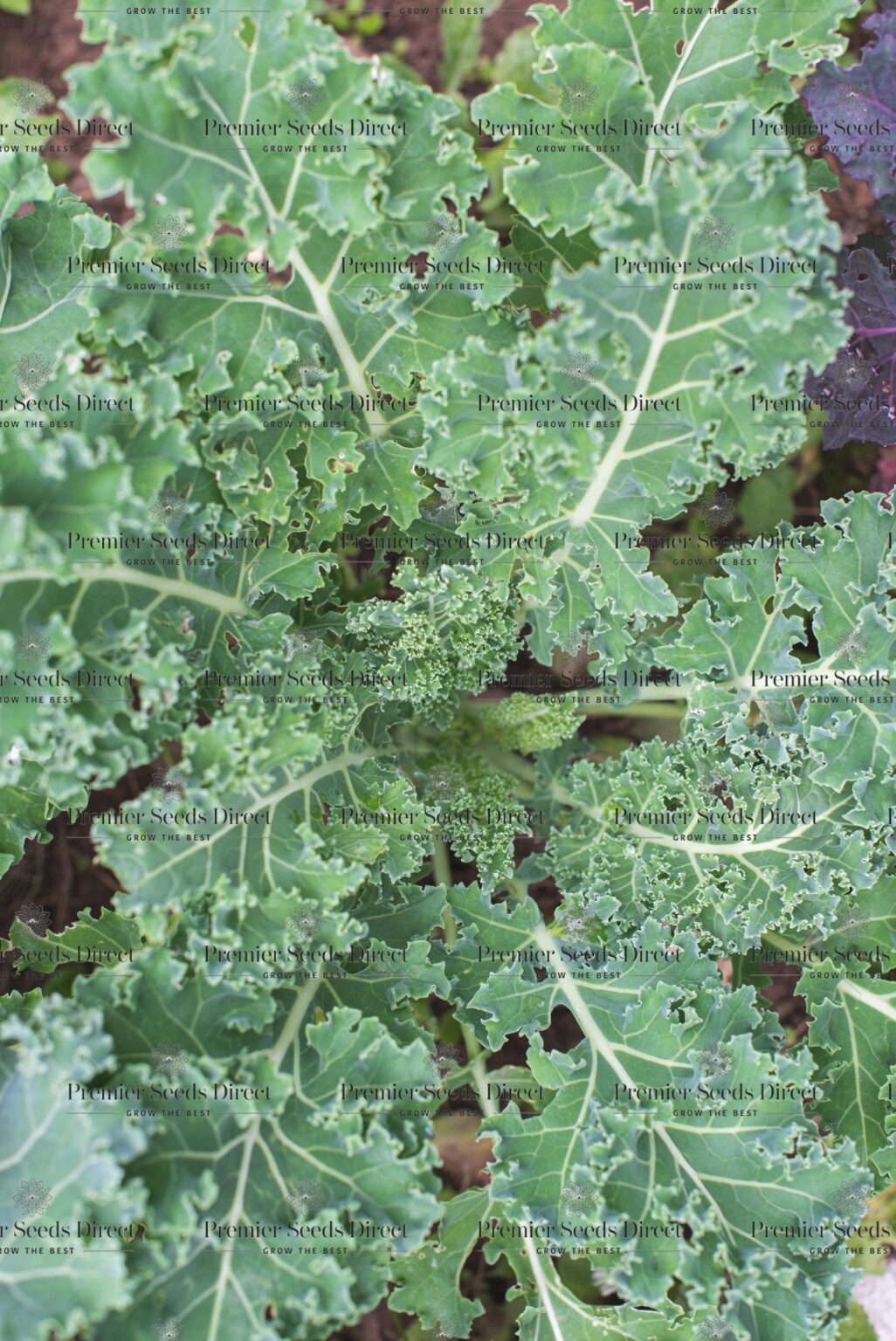Kale Borecole Siberian | Kale | Premier Seeds Direct ltd