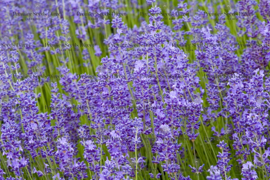 Lavender Lavendula Angustifolia Munstead Dwarf | Lavender | Premier ...