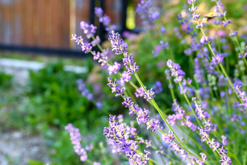 Lavender Lavendula Angustifolia Munstead Dwarf | Lavender | Premier ...