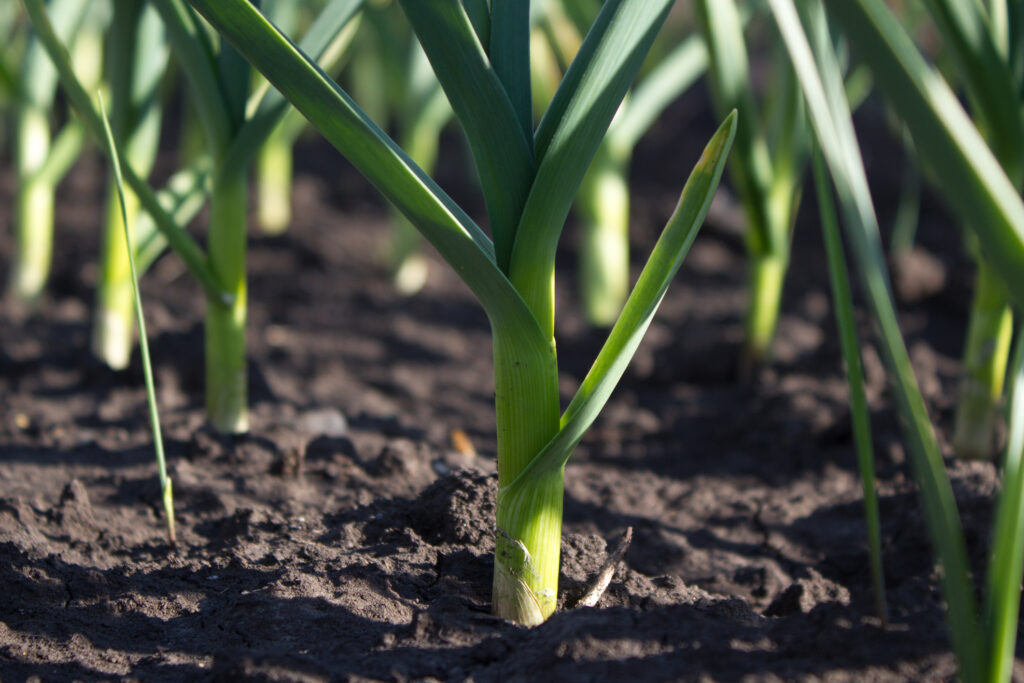 Italian Leek Carentan 2 | Leek | Premier Seeds Direct ltd