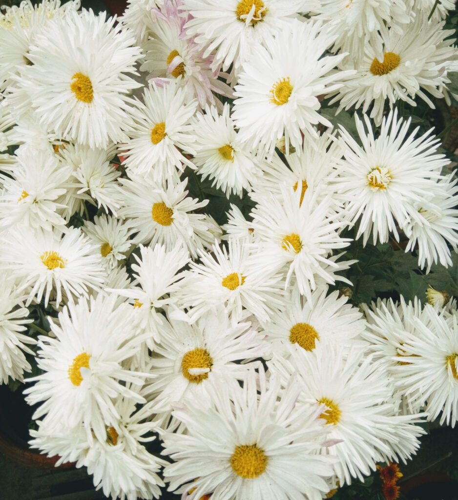 Leucanthemum Crazy Daisy | Flowers | Premier Seeds Direct ltd