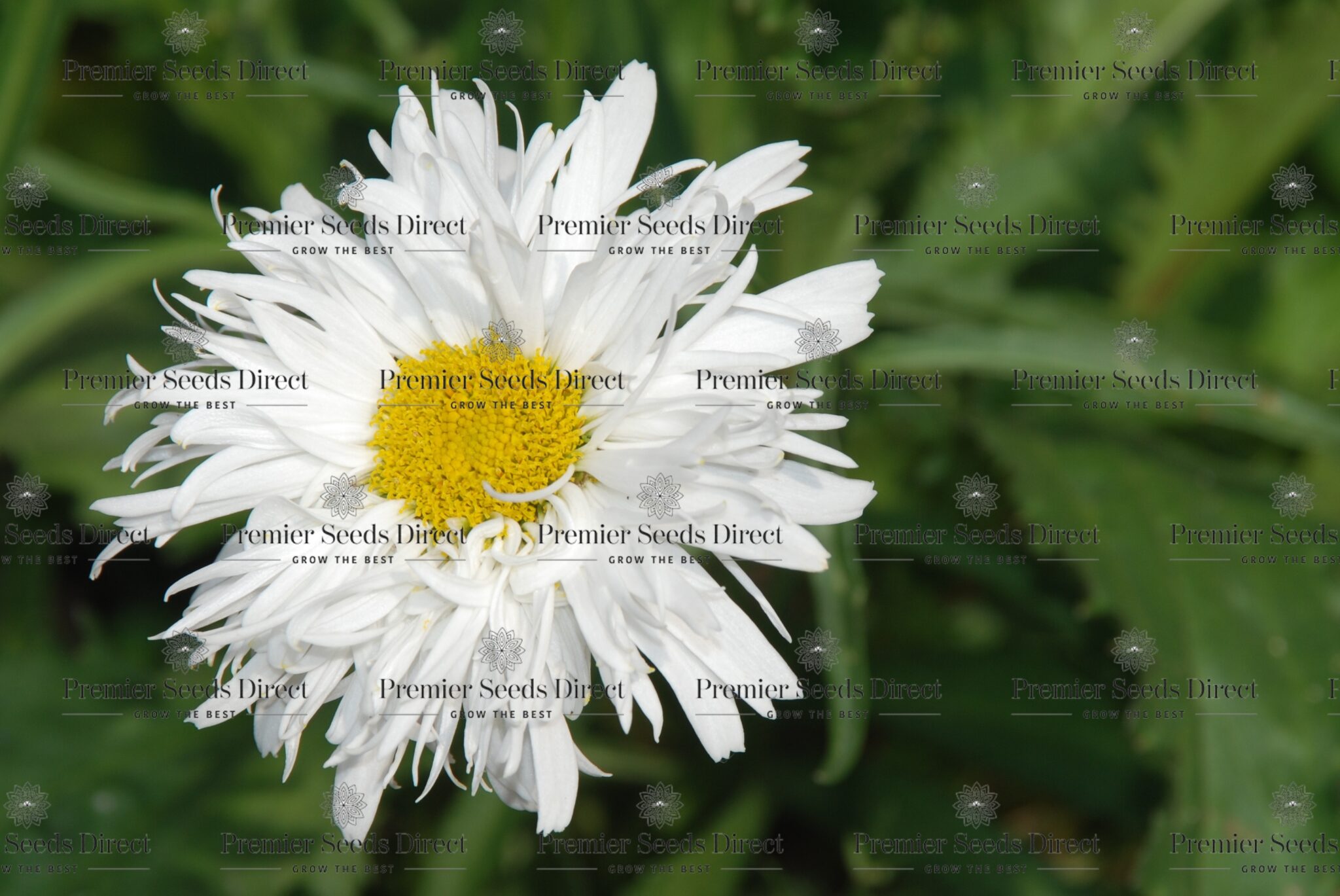 Leucanthemum Crazy Daisy | Flowers | Premier Seeds Direct ltd