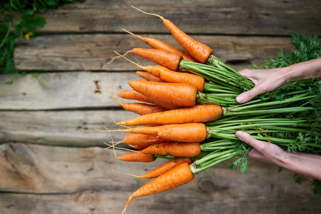 Miniature Carrot Little Finger Organic | Organic Carrot