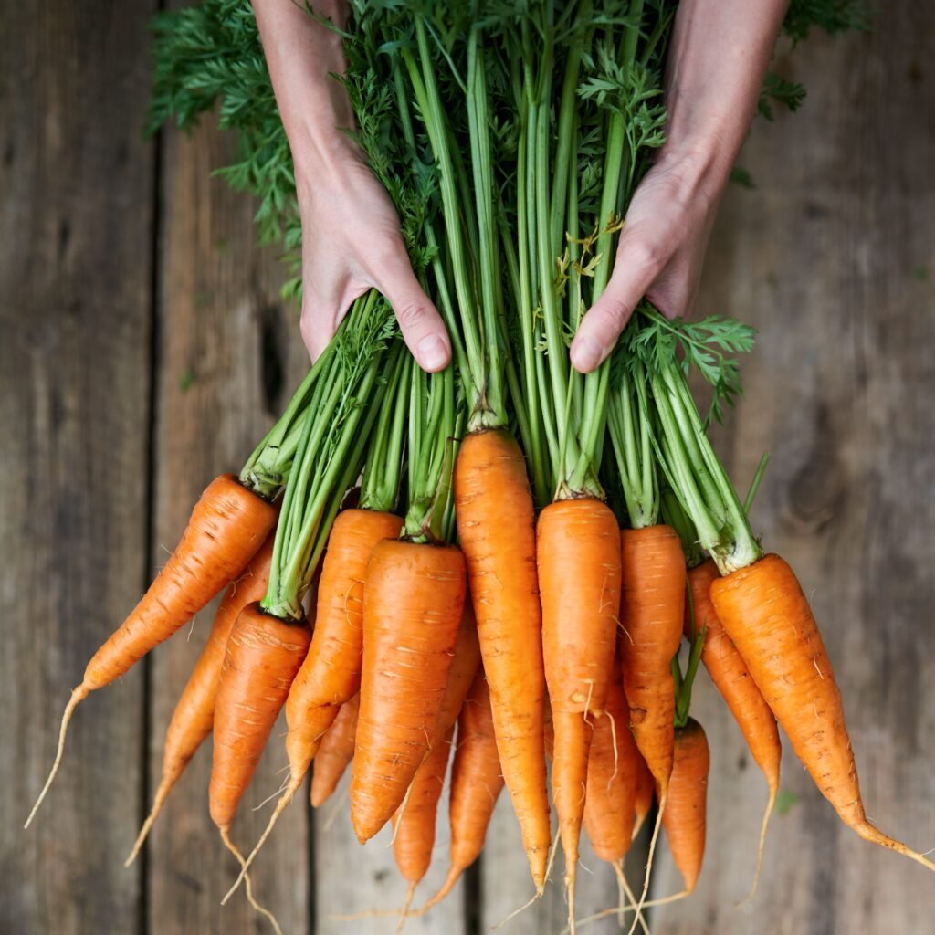 Miniature Carrot Little Finger | Carrot | Premier Seeds Direct ltd