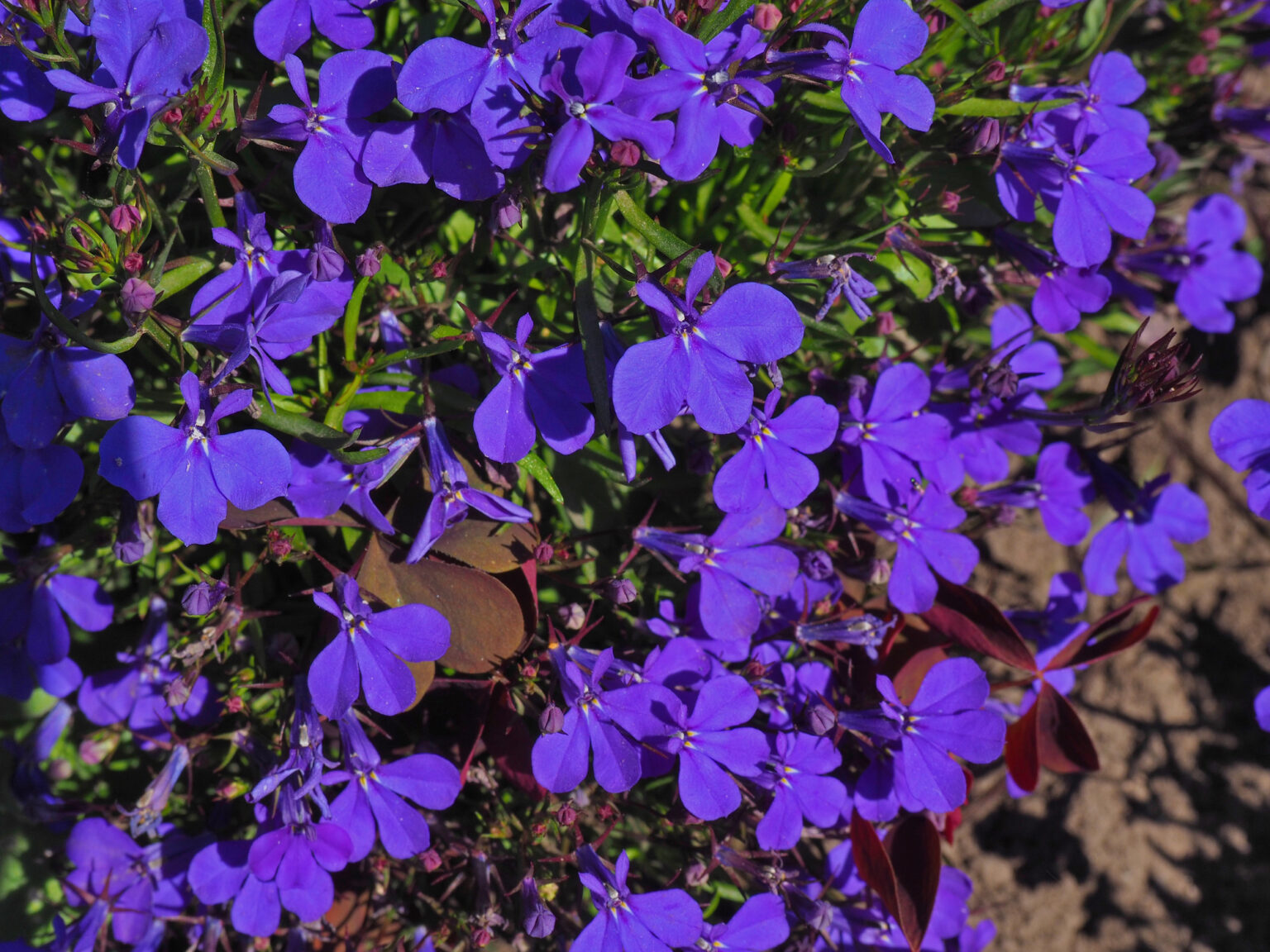 Lobelia Crystal Palace | Flowers | Premier Seeds Direct ltd