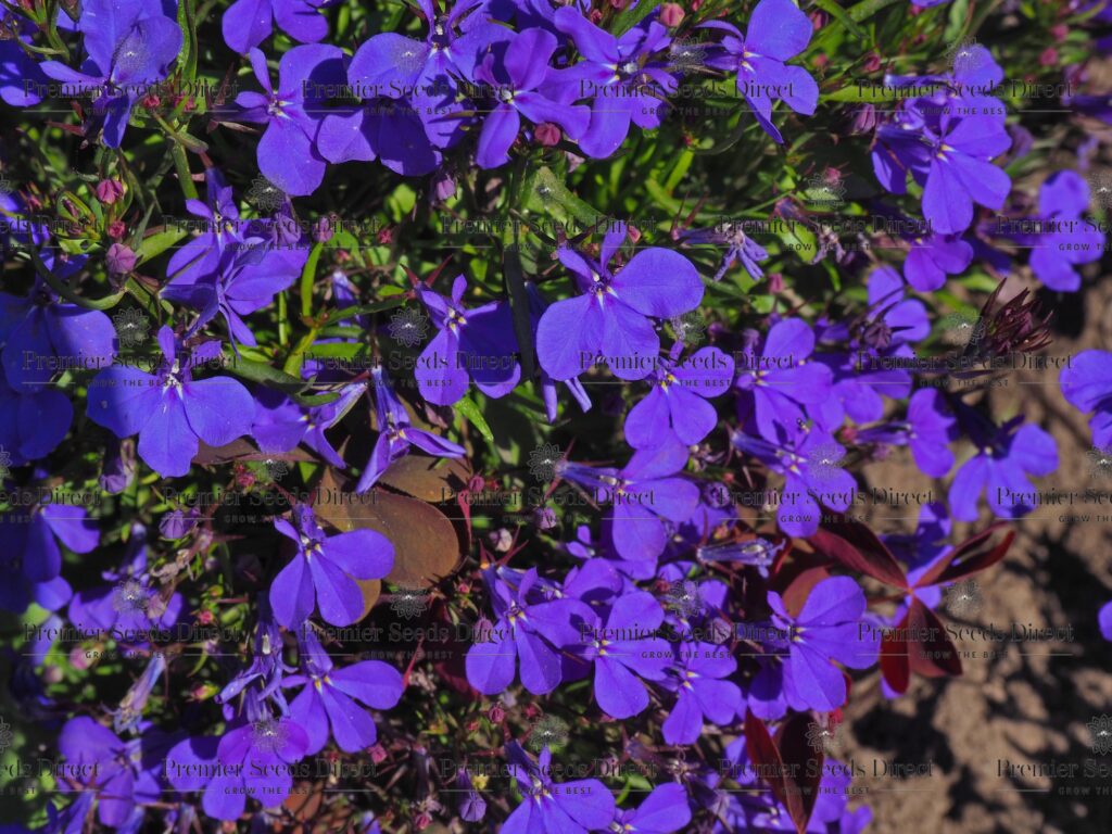 Lobelia Crystal Palace | Flowers | Premier Seeds Direct ltd