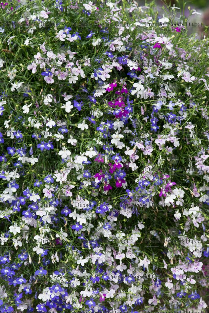 Lobelia Fountains Mix new | Lobelia | Premier Seeds Direct ltd