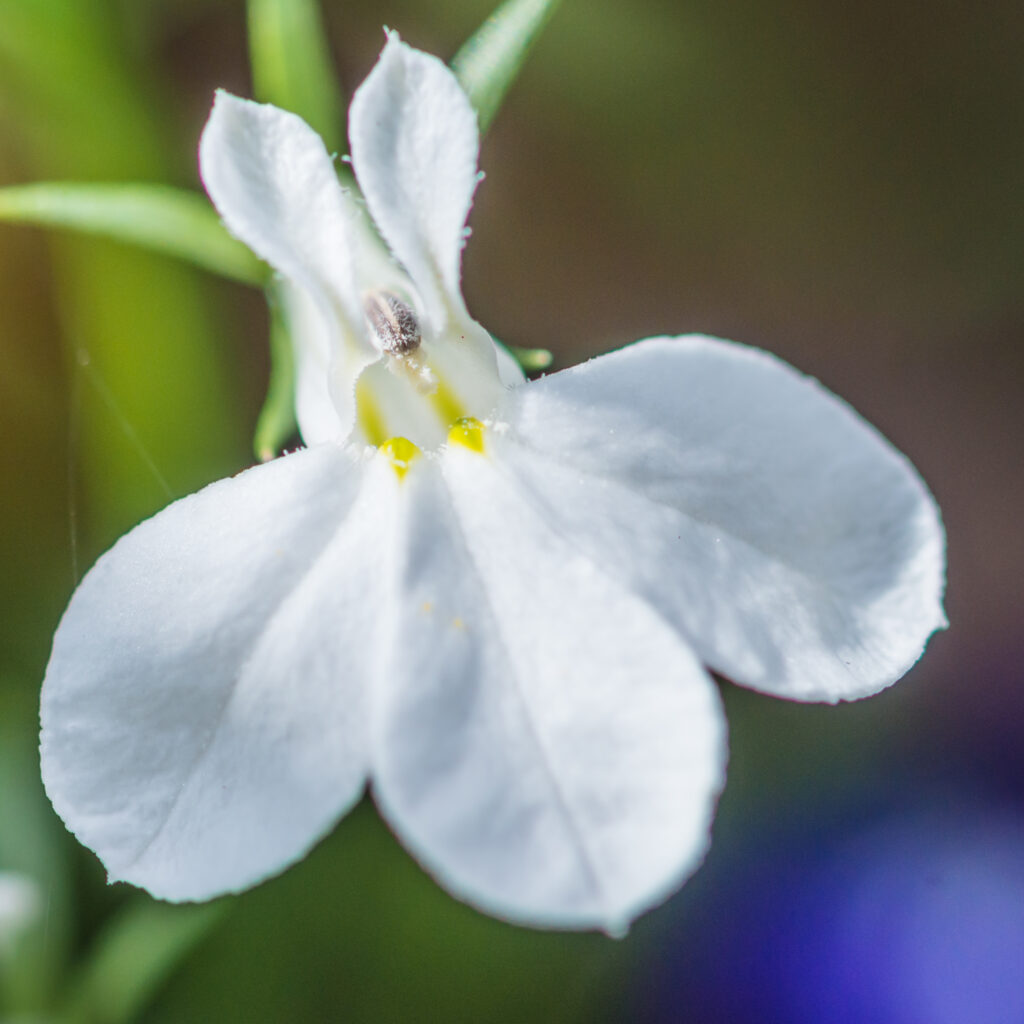 Lobelia White Lady | Flowers | Premier SEeds Direct ltd