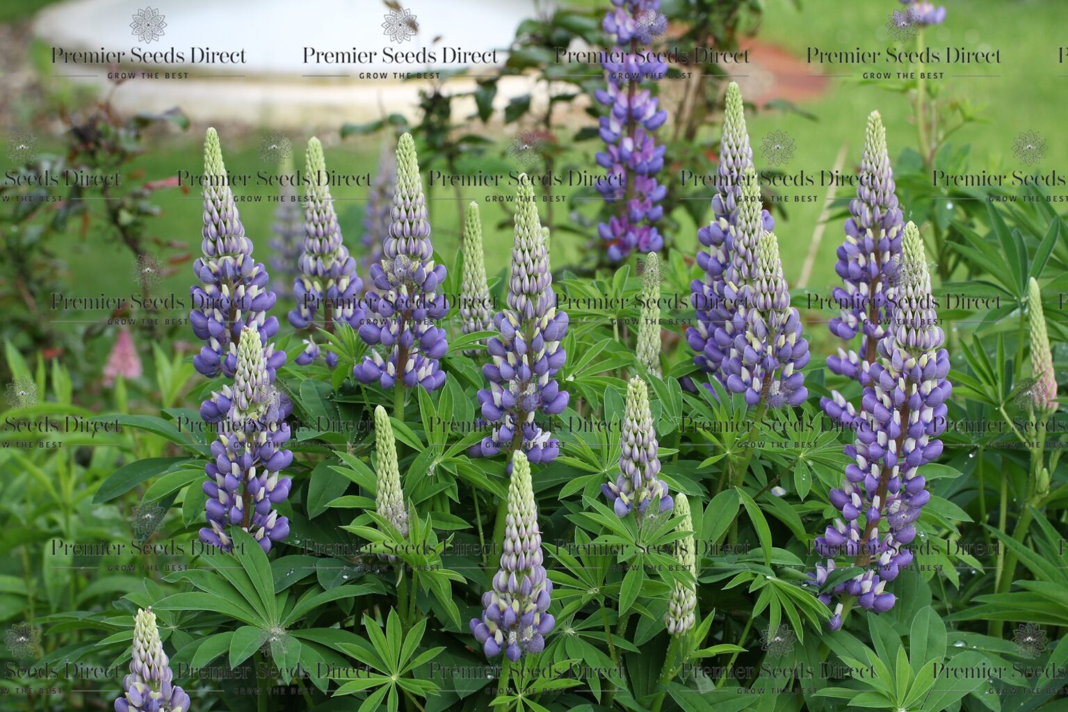 Lupin Russell The Governor | Lupin | Premier Seeds Direct ltd