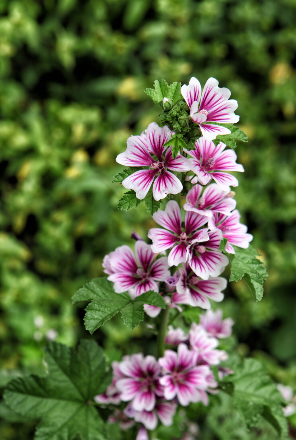 Malva Zebrina | Malva | Premier Seeds Direct ltd