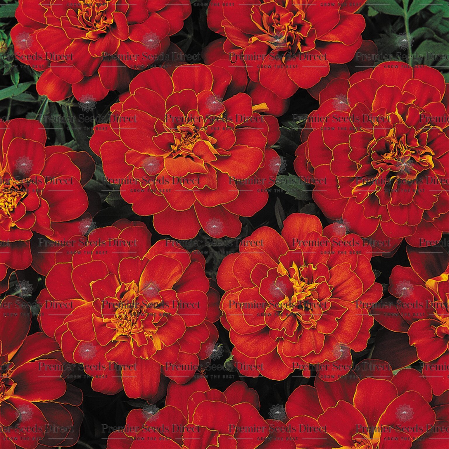 Marigold French Double Brocade Mix - Premier Seeds Direct