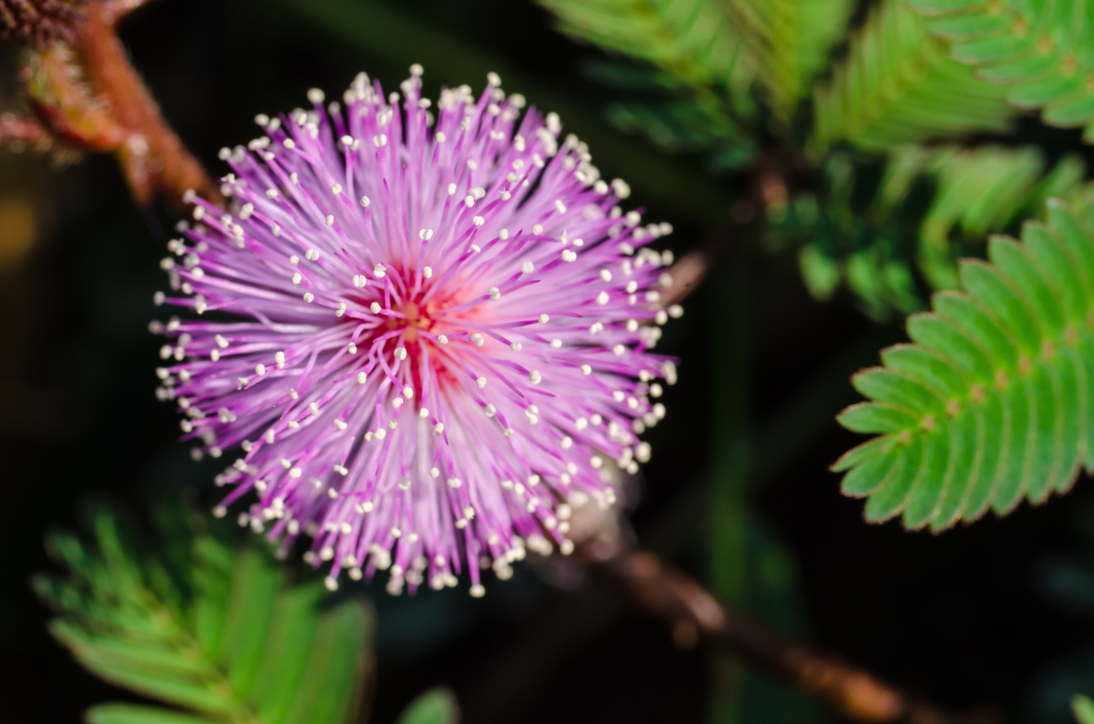 MIMOSA PUDICA - SENSITIVE PLANT | MIMOSA | PREMIER SEEDS DIRECT LTD