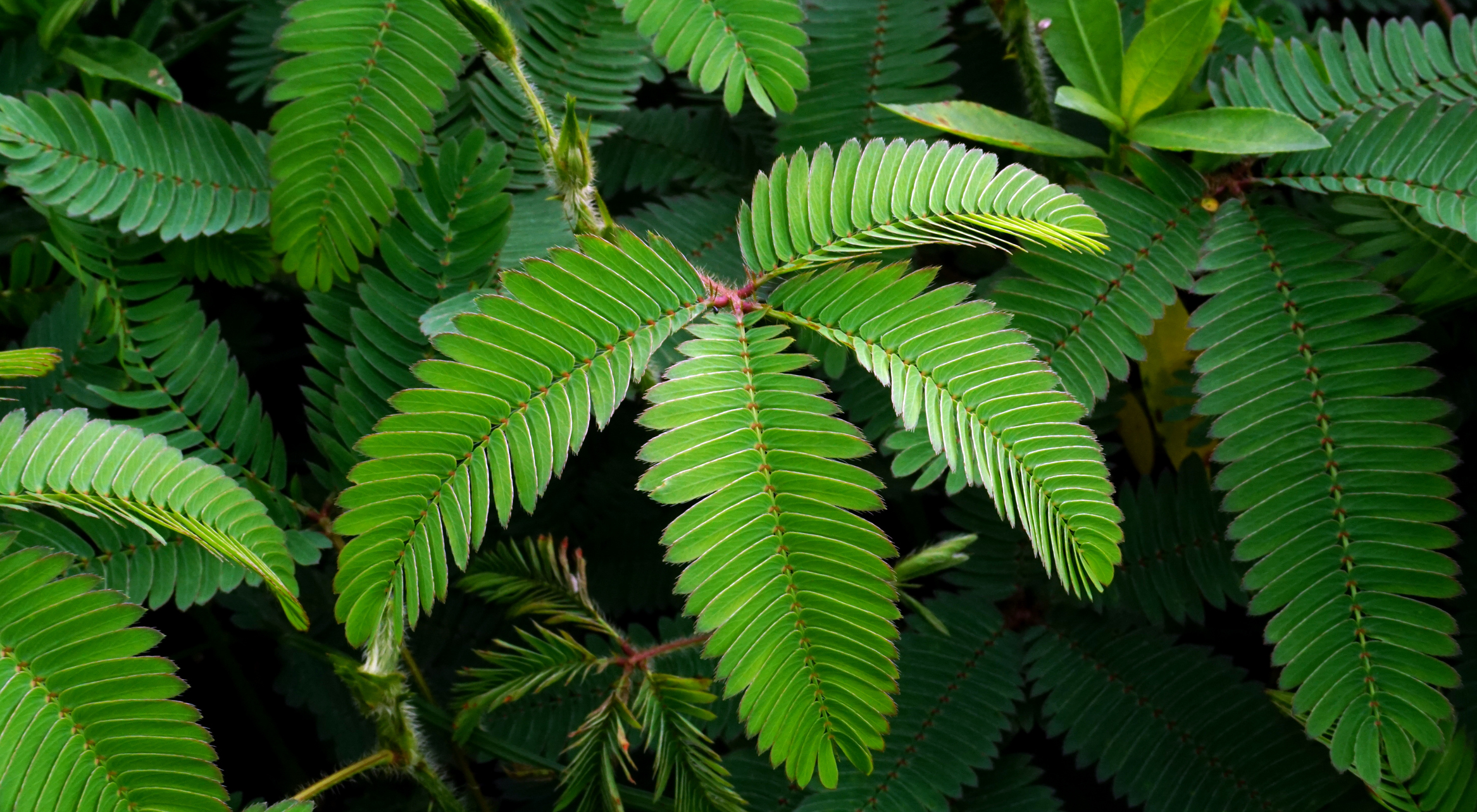 MIMOSA PUDICA - SENSITIVE PLANT | MIMOSA | PREMIER SEEDS DIRECT LTD