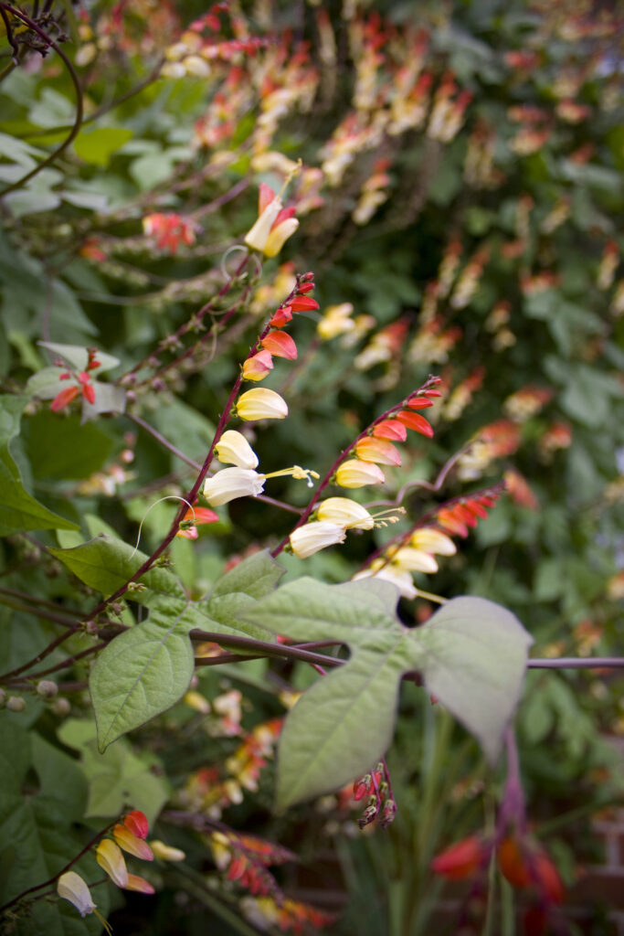 Mina Lobata Jungle Queen | Flowers | Premier Seeds Direct ltd