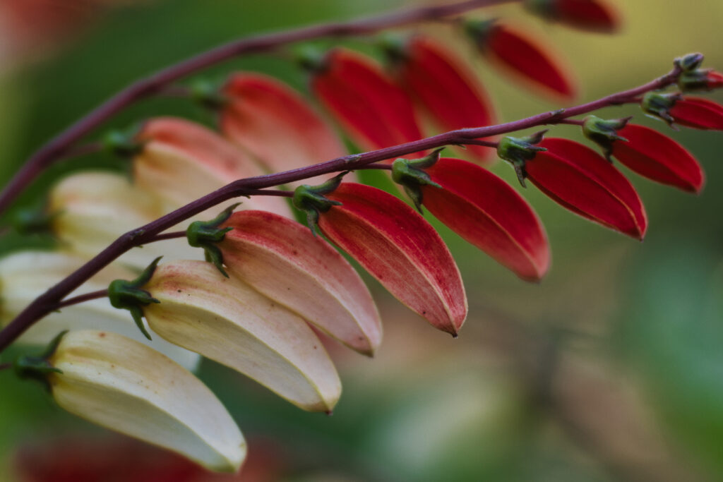 Mina Lobata Jungle Queen | Flowers | Premier Seeds Direct ltd