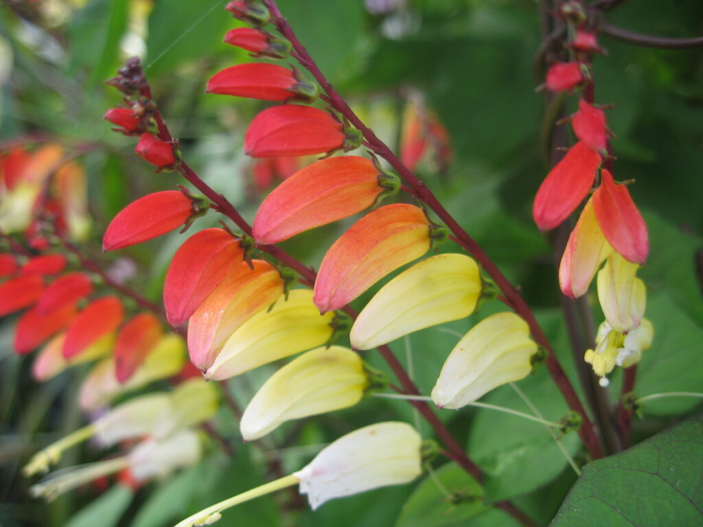Mina Lobata Jungle Queen | Flowers | Premier Seeds Direct ltd