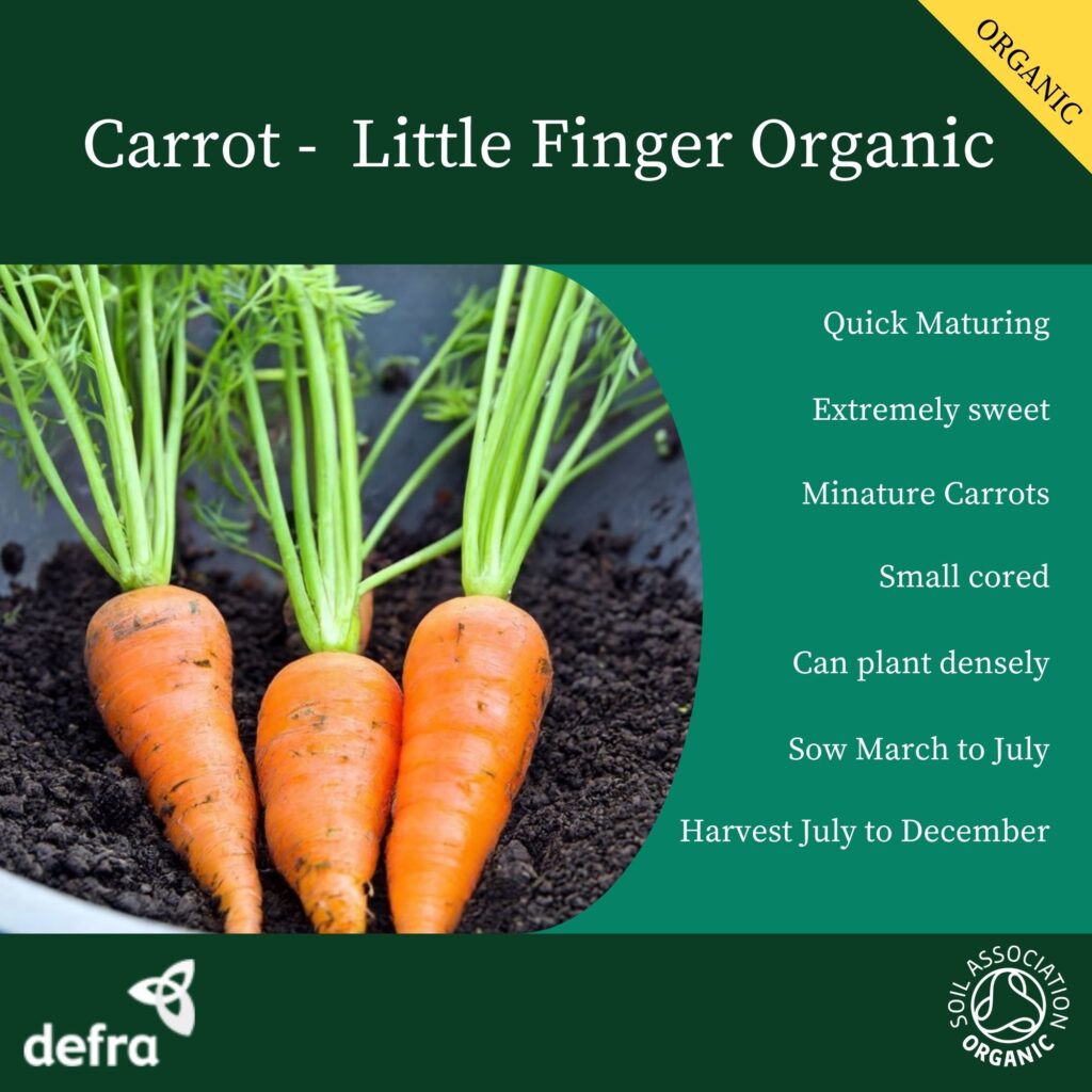 Miniature Carrot Little Finger Organic | Organic Carrot