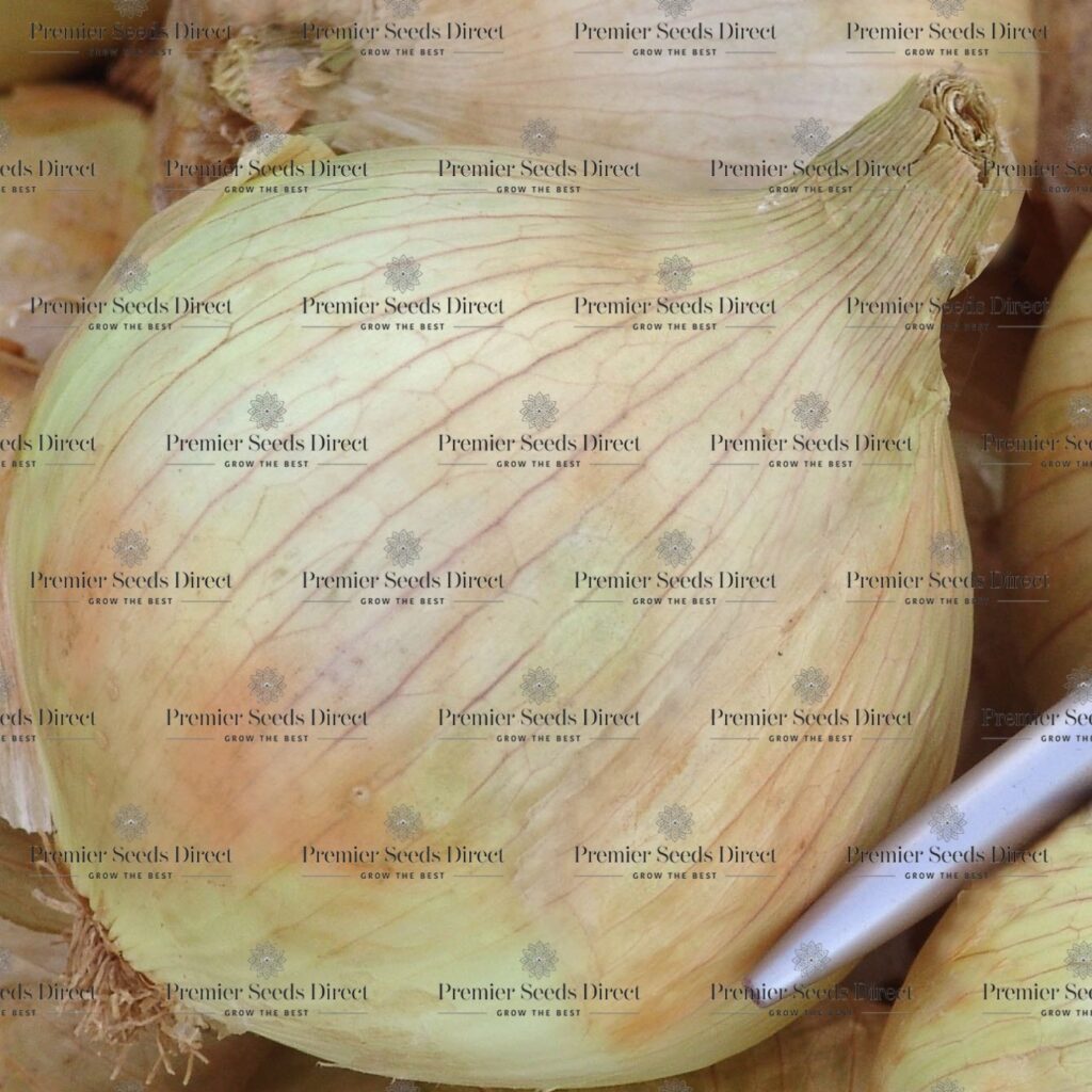 Purple Spring Onion - Lilia - Premier Seeds Direct