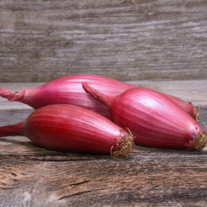 Italian Heirloom Long Red Florence Onion | Vegetables | Onion | Premier ...
