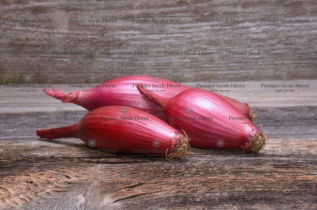 Italian Heirloom Long Red Florence Onion | Vegetables | Onion | Premier ...