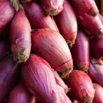 Italian Heirloom Long Red Florence Onion | Vegetables | Onion | Premier ...