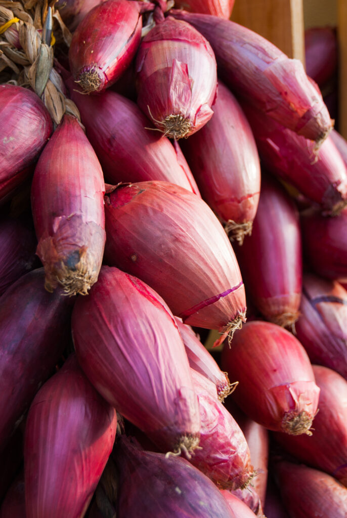Italian Heirloom Long Red Florence Onion | Vegetables | Onion | Premier ...